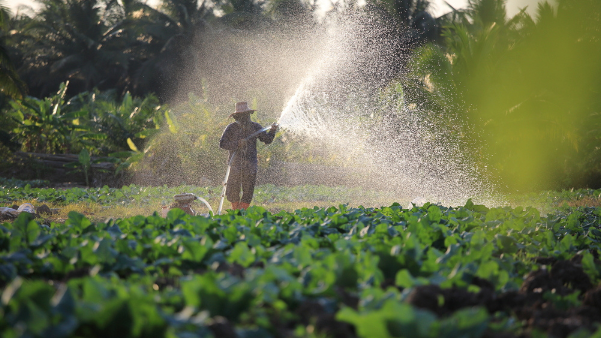Managing water resources in agriculture can ensure food and water ...