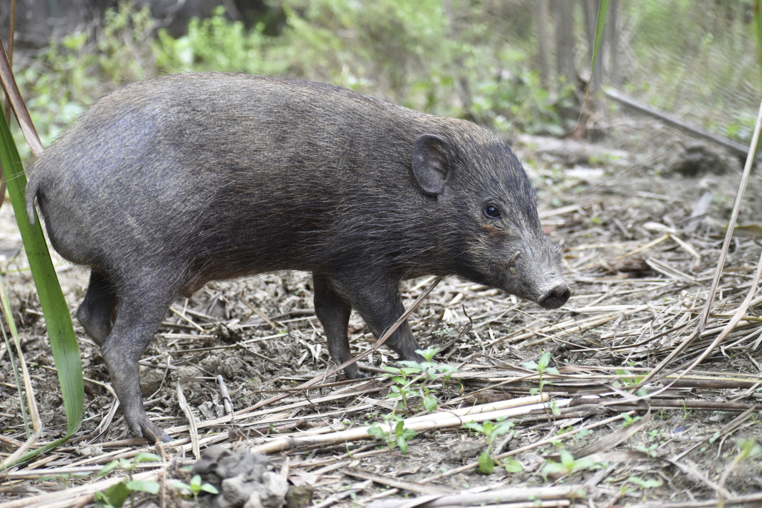 Virus lockdown for world’s smallest and rarest wild pigs- Review Nepal News